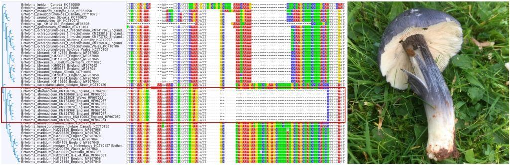 Bms Dna Barcoding