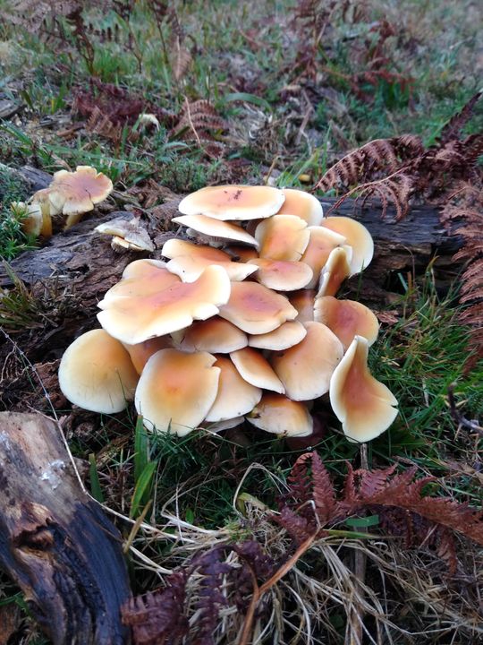 BMS: Recording Fungi